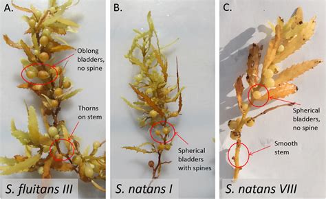 Sargassum Sargassum Monitoring