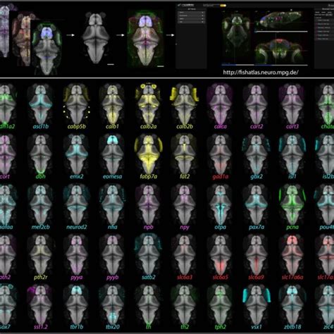 Gene Expression Atlas Of The Larval Zebrafish Brain Download