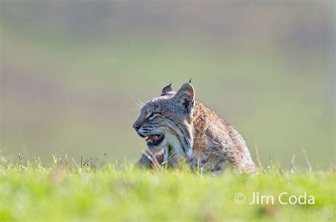 Bobcat Point Reyes National Seashore Marin County California Jim