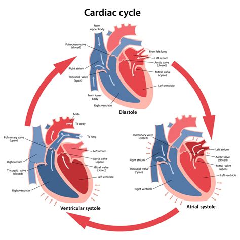 Cardiac Cycle Diagram With Stimuls At Phases Event Cardiac C