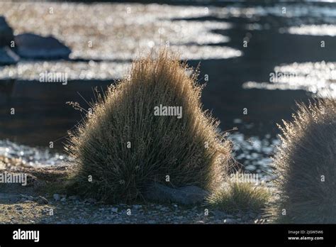 A Backlit Clump Of Paja Brava Or Tussock Grass Festuca Orthophylla In
