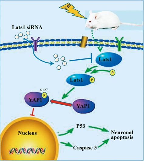 Inhibition Of Lats1 P‐yap1 Pathway Mitigates Neuronal Apoptosis And Neurological Deficits In A