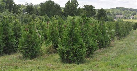 10 Dense Plants That Provide Natural Privacy Screens