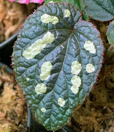 Begonia Erectocarpa Tropics Home