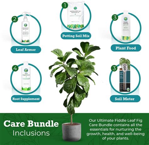 Ultimate Fiddle Leaf Fig Care Bundle