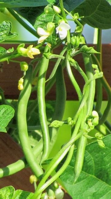 Bean Stringless Blue Lake Pole Peacock Valley Nursery