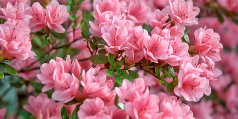 How To Grow Azaleas Archives This Is My Garden