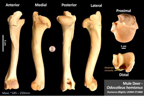 Mule Deer Humerus Osteoid Bone Identification