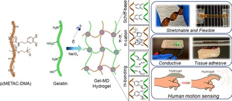 Designing A Naturally Inspired Conductive Copolymer To Engineer