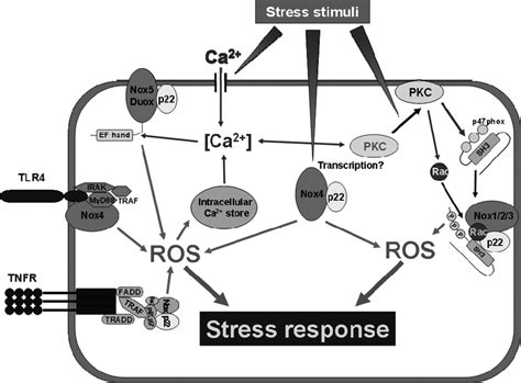 Ca 2 Influx And Pkc Activation May Have Pivotal Roles In Stimulating