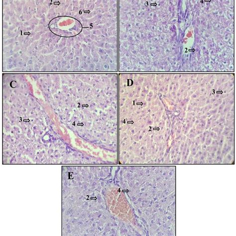 Liver Histological Appearance In Male Albino Rat Rattus Norvegicus