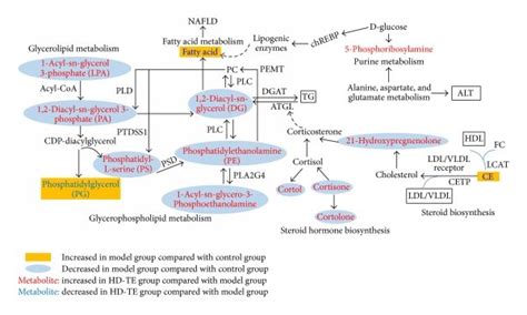 Schematic Diagram Of The Disturbed Metabolic Pathway Related To Nafld
