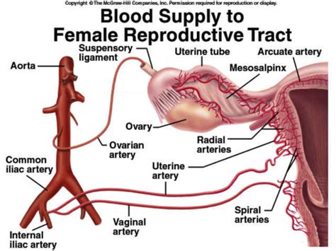 Obgyn Final Flashcards Quizlet