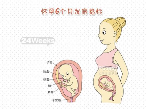 怀孕6个月准爸妈指南幸福妈咪亲子图库太平洋亲子网