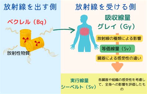 放射線の単位を徹底解説！ベクレル・グレイ・シーベルトの違いと関係ラジブログ