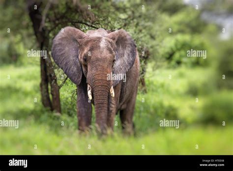 Huge African Elephant Bull In The Tarangire National Park Tanzania