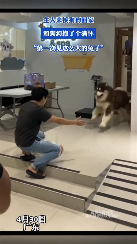 主人来接狗狗回家，和狗狗抱了个满怀，“第一次见这么大的兔子