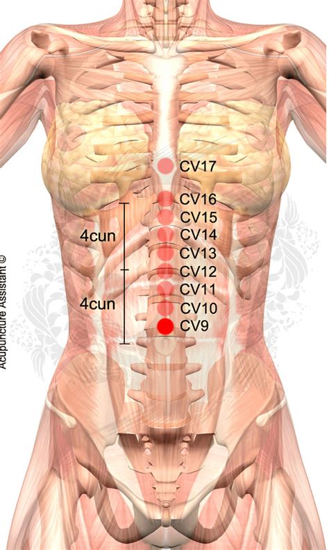 Navel Anatomy Diagram