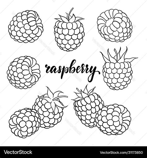 Set Cartoon Black And White Outline Raspberry Vector Image