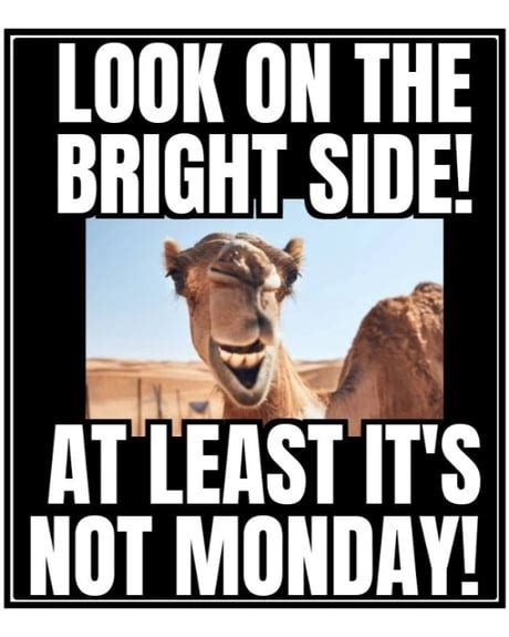 Best Funny Funny Camel Memes 9gag