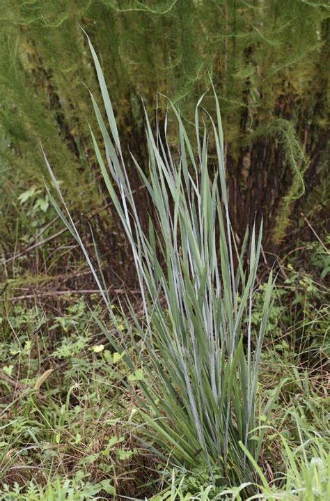 Panicum Amarum Bitter Panicgrass Bitter Panicum Bitter Switchgrass