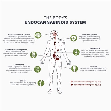 Endocannabinoid System Body Systems Peripheral Nervous System