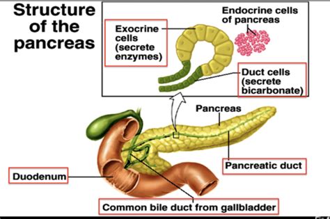 Exocrine Pancreas And Hepatic Function Lecture 12 Flashcards Quizlet