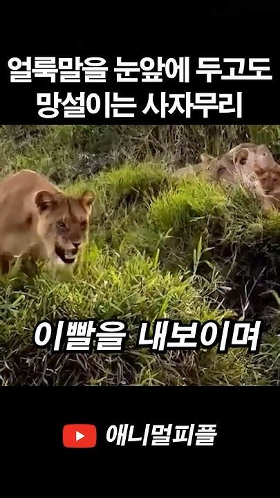 얼룩말을 눈앞에 두고도 망설이는 사자무리 이유는 충격적 Youtube