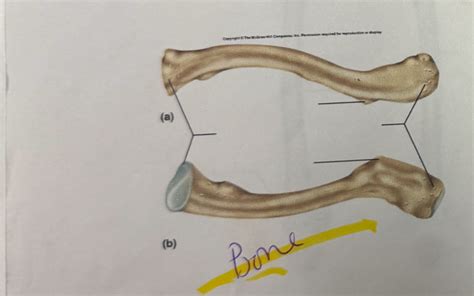 Appendicular Skeleton Clavicle Diagram Diagram Quizlet