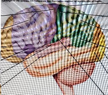 Identify The Functional Regions Of The Lateral Side Of The Left Cerebral Cortex Homework