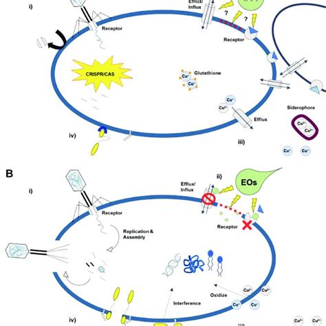 A Phage Interact With Specific Receptors To Inject Dna Into The