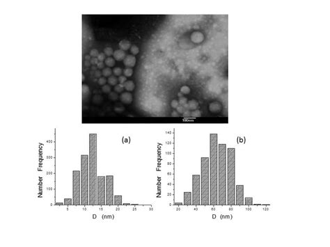 Micrograph Of A Sample Taken At The End Of The Polymerization At Ph