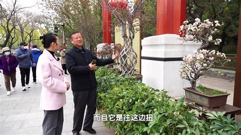 清明踏青游春 春日夜游陶然亭 邂逅浪漫海棠花精品路线春花