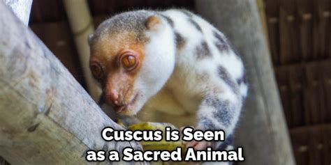 Cuscus Spiritual Meaning Symbolism And Totem Ultimate Guide