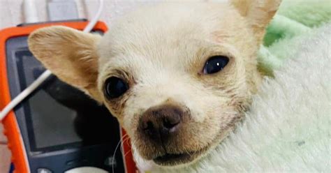 Murió Pincky El Perro Atacado Con Un Trincho Cuando Defendió Su Casa De Los Ladrones Infobae