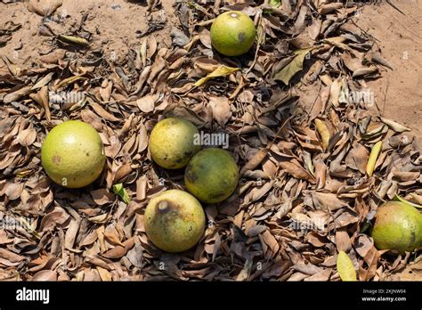 Ripe Fruit Of The Strychnos Spinosa Tree Known As Natal Orange Or