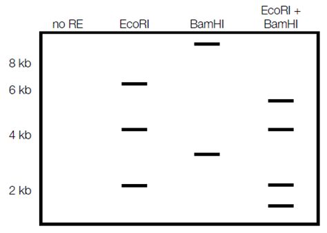 Biol 1105 Exam 4 Final Review Flashcards Quizlet