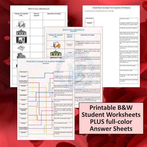 Cells And Their Organelles Us Edition Worksheets Library