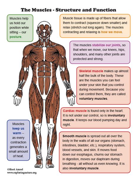 Muscles Structure And Function Mini Poster