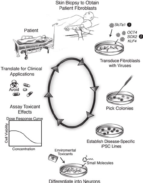 Scientific Approach From Bedside To Bench And Back Again A Schematic