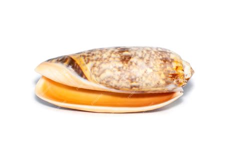 Premium Photo Image Of Cone Snail Shells Or Cone Shell On A White