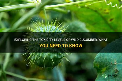 Exploring The Toxicity Levels Of Wild Cucumber What You Need To Know