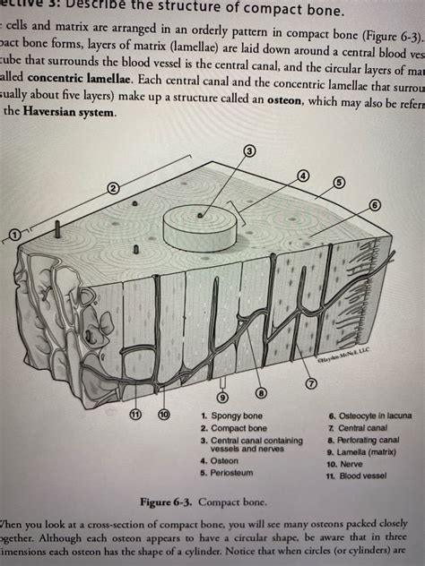 Answered 11 10 8 1 Spongy Bone 2 Compact… Bartleby