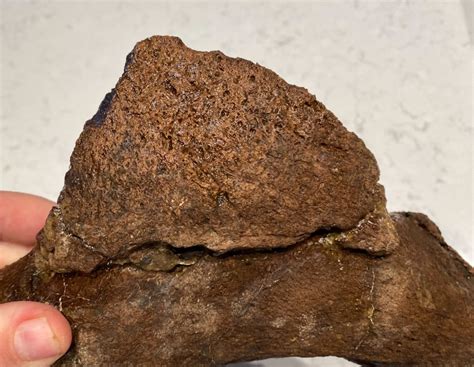 My Jurassic Park The Judith River Formation Montana Page 4