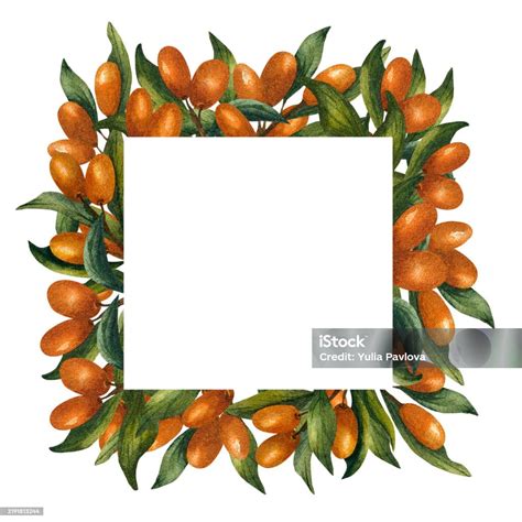 갈매 나무속과 사각형 격리 된 템플릿의 가지가 있는 프레임 고립 된 배경에 오렌지 열매와 함께 수채화 그림 차 및 화장품 오일 또는 주방 냅킨 포장용 0명에 대한 스톡 벡터