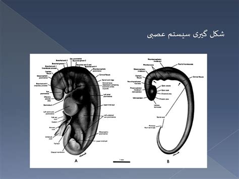 دانشكده تربيت بدني و علوم ورزشي Ppt Download