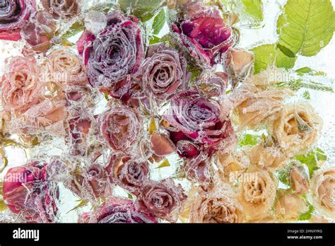 Frozen Flower Ice Background Fresh Beautiful Flower Of And Air Bubbles