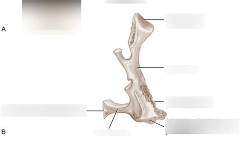 Muscles Of Mastication Medial Pterygoid Ch5 Anatomy Diagram Quizlet