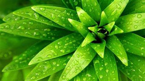 Tổng hợp 999 Hd background green nature Chất lượng cao tải miễn phí