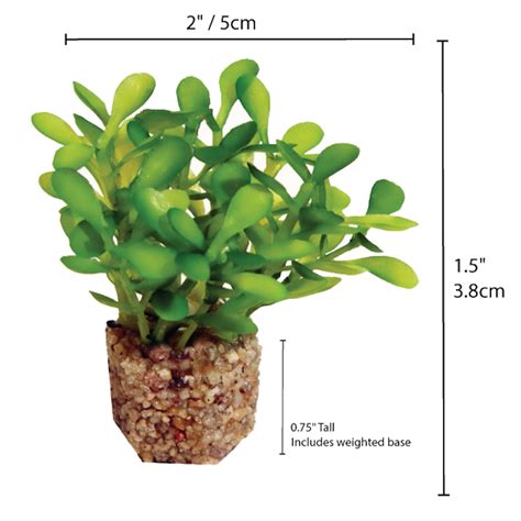 Small Button Leaf Aquarium Plant Light Green Leaf 6 Pack With Etsy